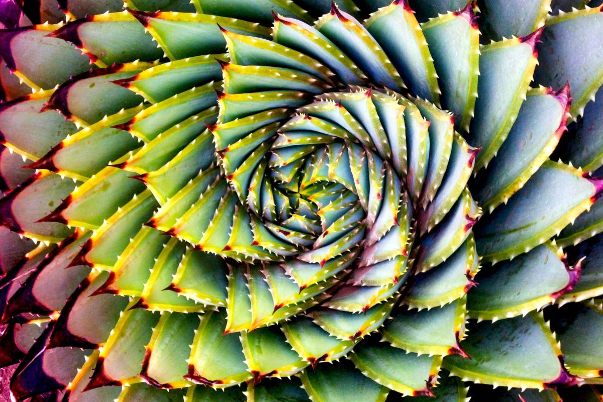 NAAEE 2025: Conference & Research Symposium | NAAEE Conference